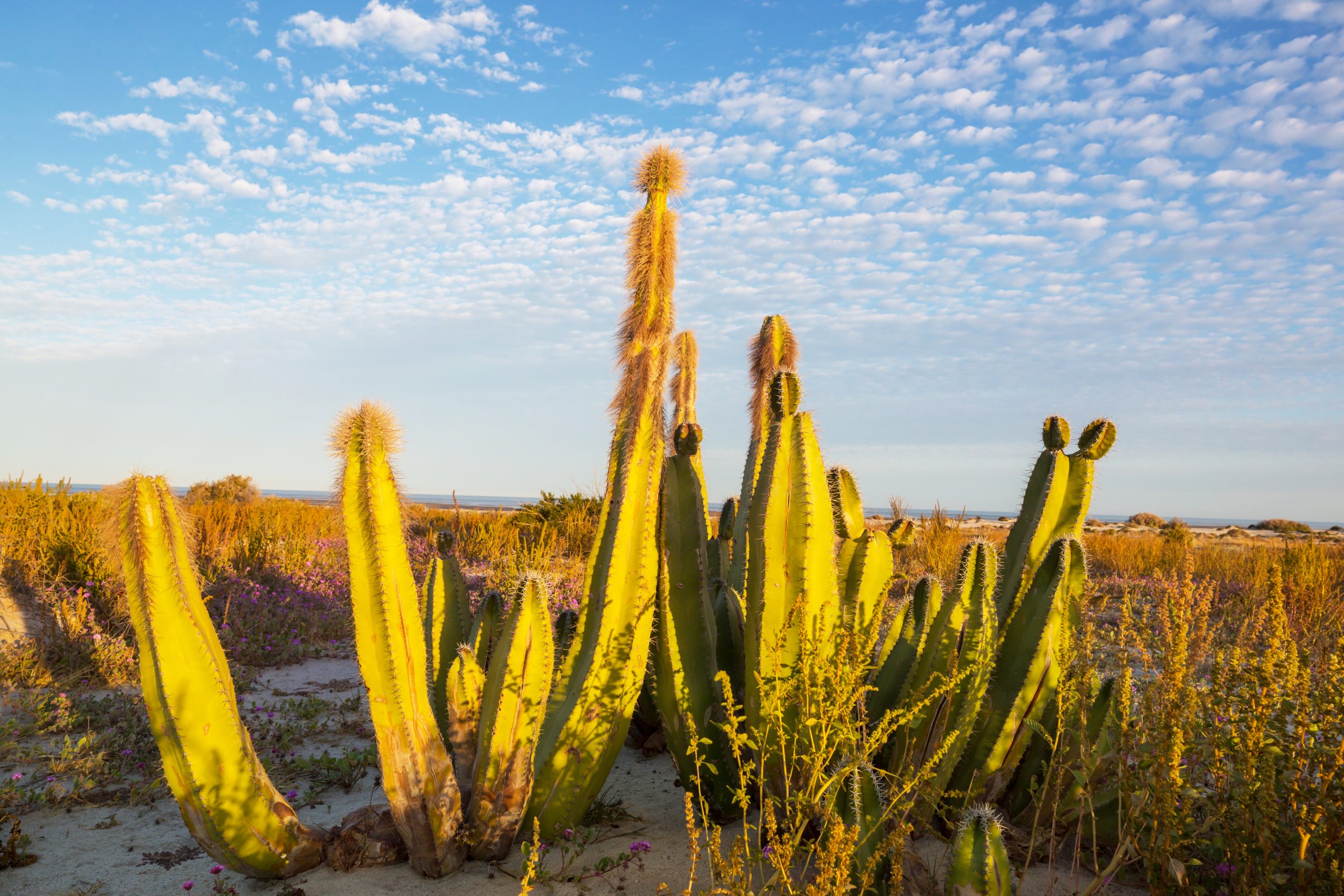The Boggled Border and the Immigration “Problem” | Network Magazine